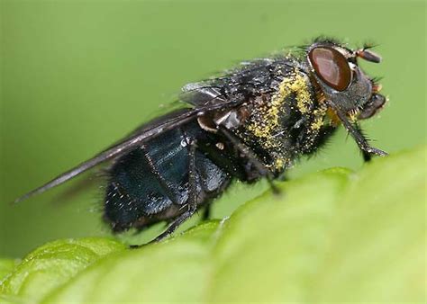 Fly Pollination