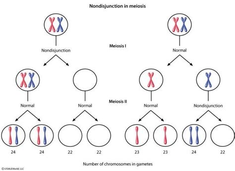 Nondisjunction In Meiosis I And Ii Meiosis Biology Lessons Worksheets