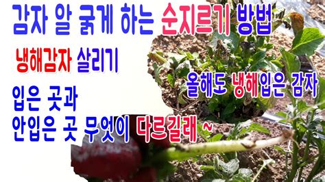 감자알굵게하는순지르기방법 감자냉해피해온도 감자순심기 감자냉해피해회복 Youtube