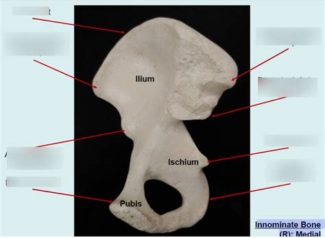 Innominate Bone R Medial Diagram Quizlet