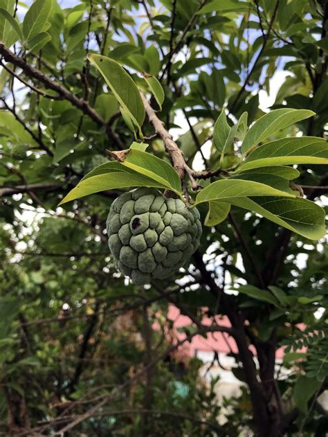 The Delicious Atis Sugar Apple