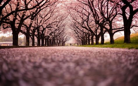 Cherry Blossom Desktop Wallpapers Top Free Cherry Blossom Desktop
