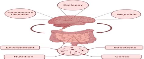 The Microbiota Gut Brain Axis And Three Common Neurological Annals