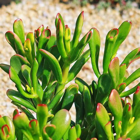 Hobbit Jade Earth Creation Landscapes Plant Library