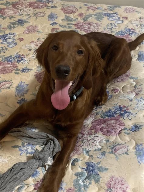 My Irish Setter Is Crazy R Irishsetter