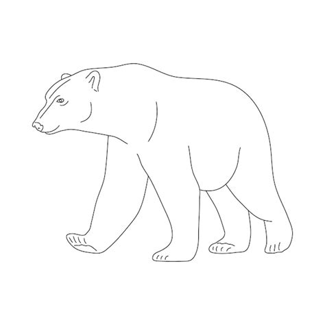 Premium Vector Doodle Of Polar Bear Hand Drawn Vector Illustration