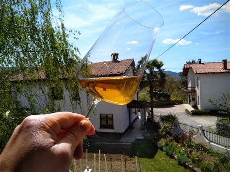 Malvazija Królowa Nadmorskich Kieliszków Slovvine