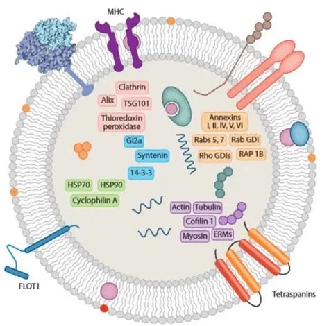 Exosome Characterization Methods Finetest Elisa Kit Finetest