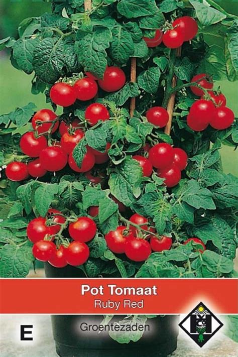 Ruby Red Tomato Bush Tomatoes Vegetable Seeds • Tuinzadeneu