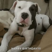 Pitbull Birthday S Tenor
