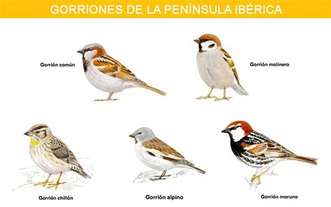 Esquema Tradicional De Gorrión Gorriones Vectores Ilustraciones Y