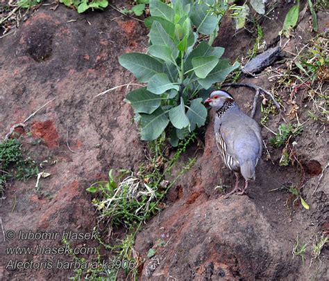 Alectoris Barbara Pernice Barbaresca チャエリイワシャコ