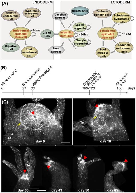A Scheme Depicting The Different Cell Types In Hydra Endodermal And Download Scientific