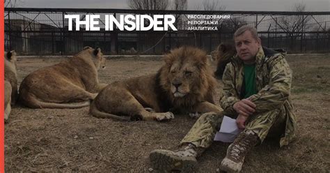 Львы напали на директора сафари парка «Тайган в Крыму Его госпитализировали с травмами трахеи