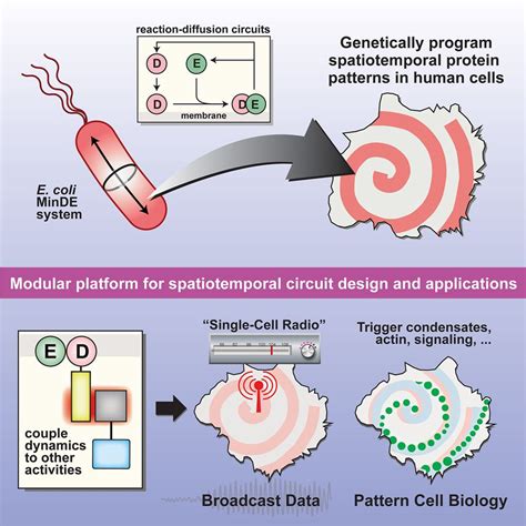 Cellularengineering Bioinformatics Biotechinnovation Molecularbiology Drugdiscovery Cellularengineering Bioinformatics Biotechinnovation Molecularbiology Drugdiscovery
