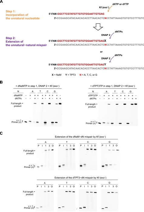 陈庭坚教授课题组在acs Synthetic Biology杂志上发表论文 —— 一锅法非天然碱基dna酶促合成技术