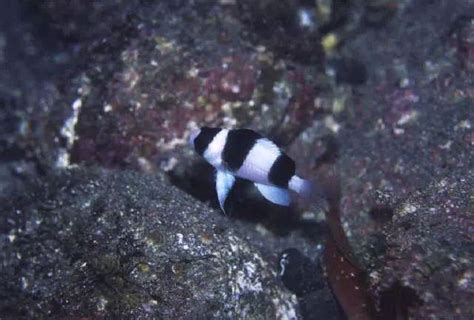 海水小百科三間魔 每日頭條