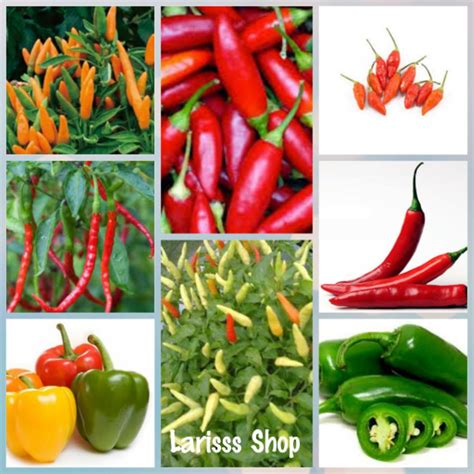 Paket 10 Macam Jenis Cabe Pangkalan Jaya