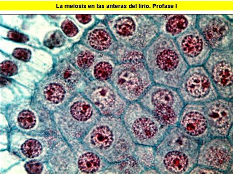 Primera DivisiÓn De La Meiosis BiologÍa Y GeologÍa