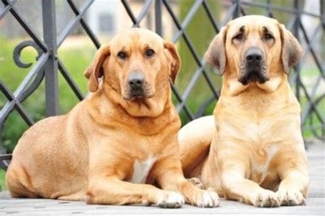 Danish Dog Breed At Charlotte Smartt Blog