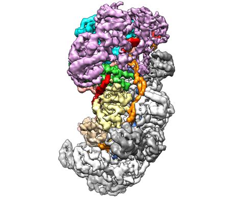 Liao Lab Uncovers The Structural Basis Of RNA Guided DNA Degradation By Cascade And Cas Cell