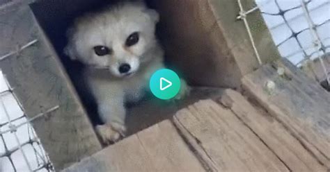 You Can Almost Hear The Sproing Sound Effect When Its Ears Pop Out
