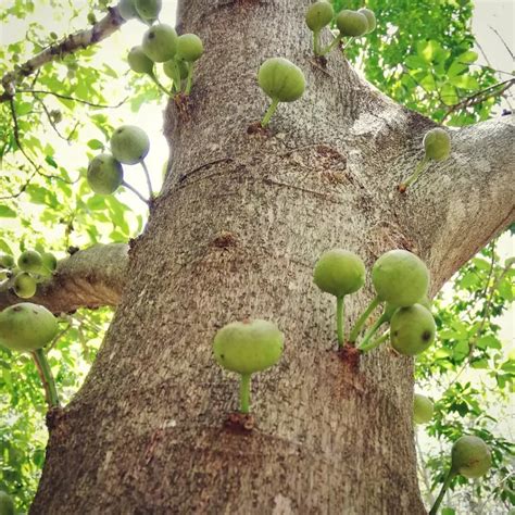 Ficus Copiosa Houseplant Expert Care Guide Houseplant Cooperative