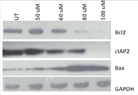 Induction Of Apoptosis Of Hpv Harbouring Oral Cancer Cells By