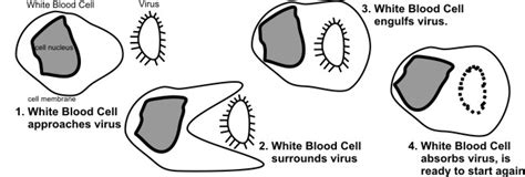 Too Much Of This Ingredient Will Weaken Your Immune System