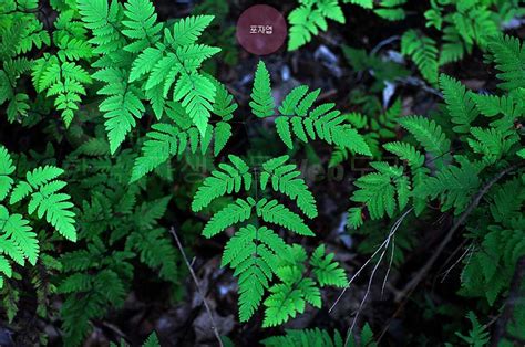 고사리식물 산토끼고사리