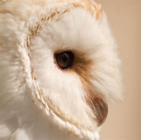Snowy By Sassaputzin On DeviantART Owl Athena Aesthetic Annabeth Chase