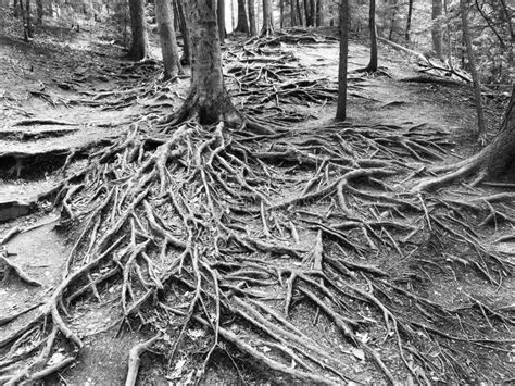 Roots Stock Photo Image Of Forest Roots Deep Nature