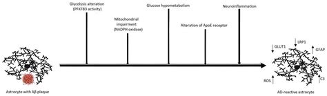 Ijms Free Full Text Astrocytes As Neuroimmunocytes In Alzheimers