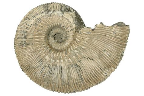 2 65 Cretaceous Ammonite Kosmoceras Fossil Russia 262529 For Sale