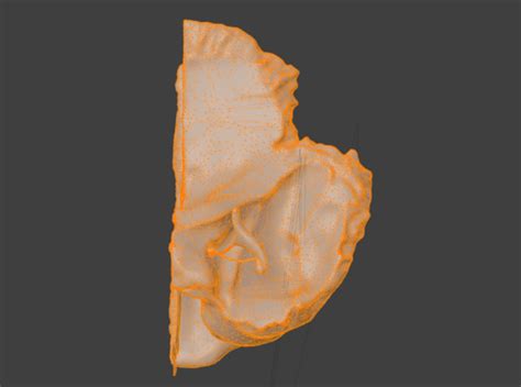 3d Model Of Auditory System Other Organs