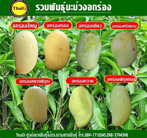 มะม่วงอกร่องมีหลายพันธุ์ อกร่องทอง อกร่องทวาย อกร่องพิกุลทอง อกร่องเขียว อกร่องศรีสยาม อกร่อง