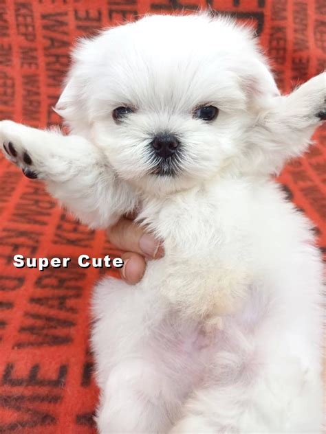 超可愛名犬社馬爾濟斯 小白故事 幼犬貓買賣知識分享 合法寵物店