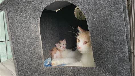【保護猫ペットプット】子猫の目が開きました生後7日目【三毛猫子猫】 Youtube