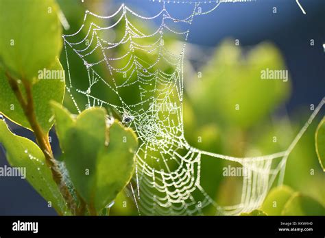 Cobweb Spiders Web Stock Photo Alamy