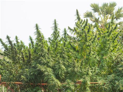 Características De Las Variedades De Marihuana Sativa Alchimia Grow Shop