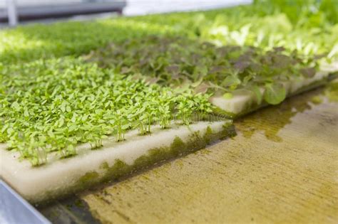 Chinese Celery Seedling With Hydroponic System Stock Image Image Of