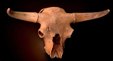 Scan Real Skull Bison 3d Model Turbosquid 1376358