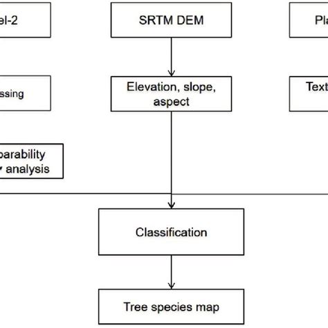 Flowchart Of The Tree Species Classification Procedure Download