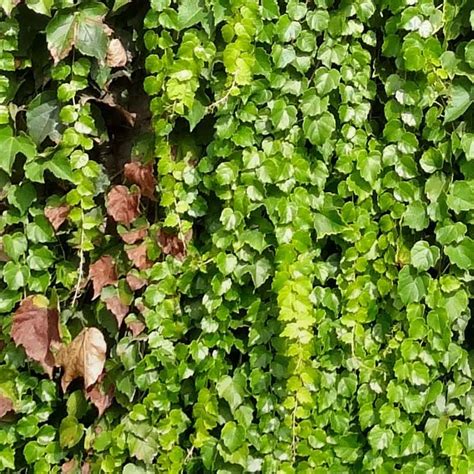 Green Hedge Texture Seamless 19798