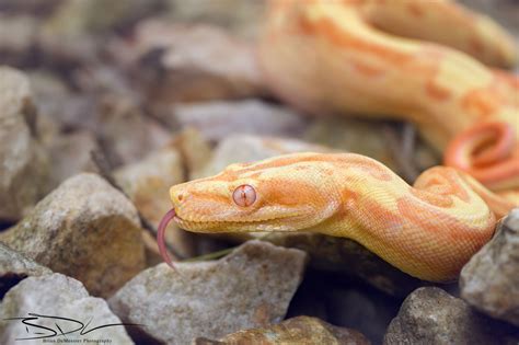 Coral Sunglow Motley Boa Constrictor Ball Python Albino Motley