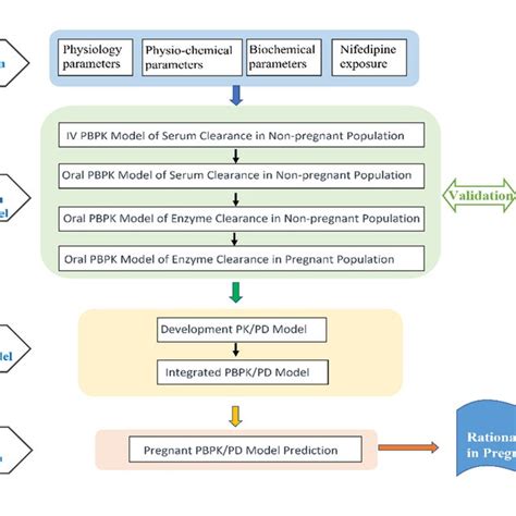 Workflow For Developing A Pbpkpd Model Of Nifedipine In Pregnant Women