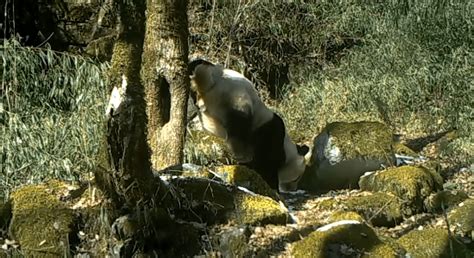 四川平武：大熊猫倒立撒尿 或为圈地 谈恋爱”大熊猫四川