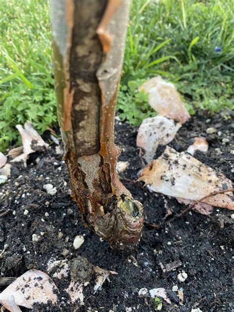 Maybe 2 Year Old Fuji Apple Tree Should I Be Concerned If So How