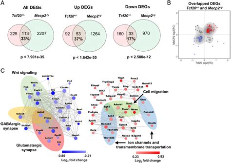 Disruption Of Mecp2 Tcf20 Complex Underlies Distinct Neurodevelopmental