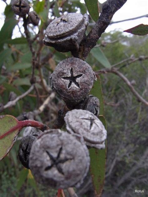17 Best Images About Seed Pods On Pinterest Trees Almond Seed And